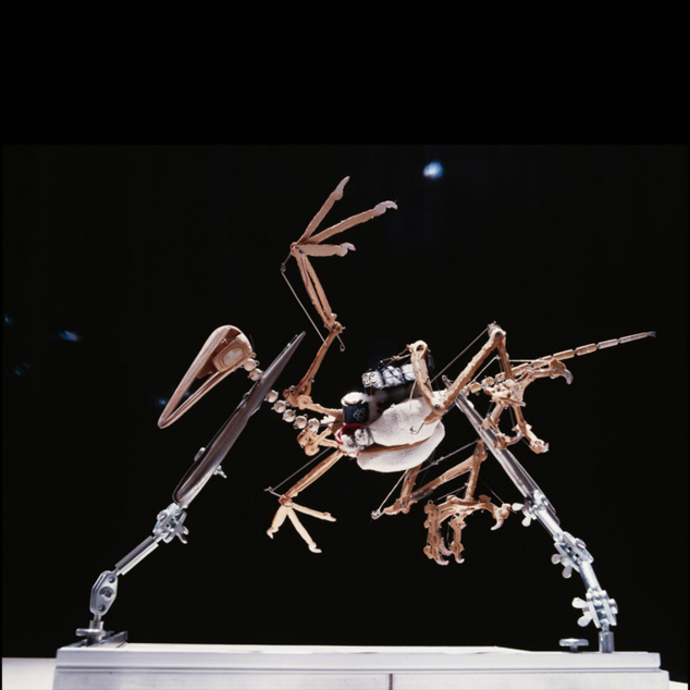 La collection Curios & Mirabilia